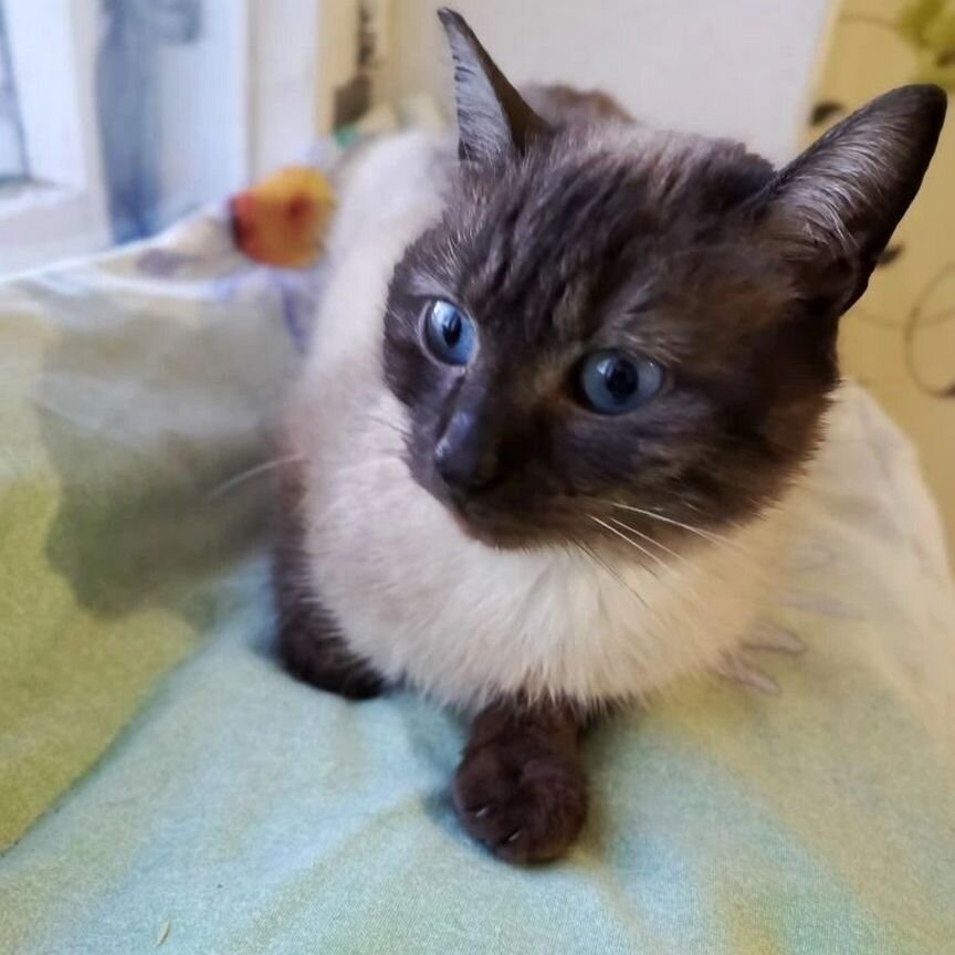 Сиамский котёнок