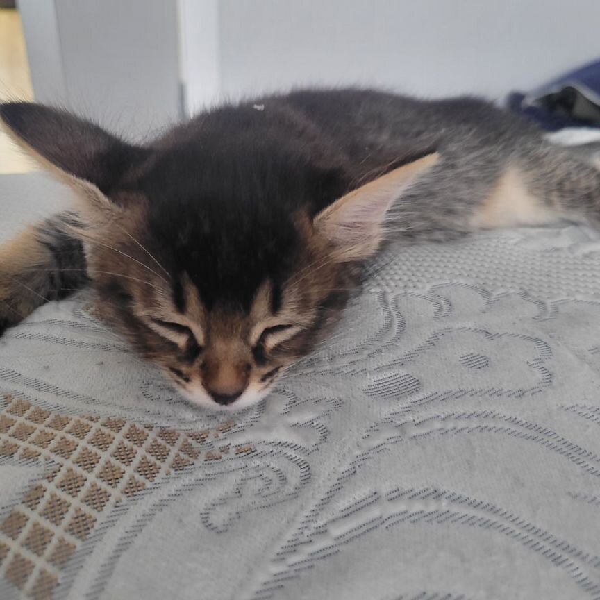 Котята в добрые руки бесплатно мальчик