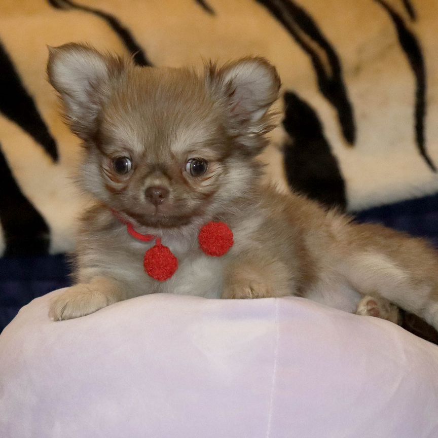 Чихуахуа, щенок