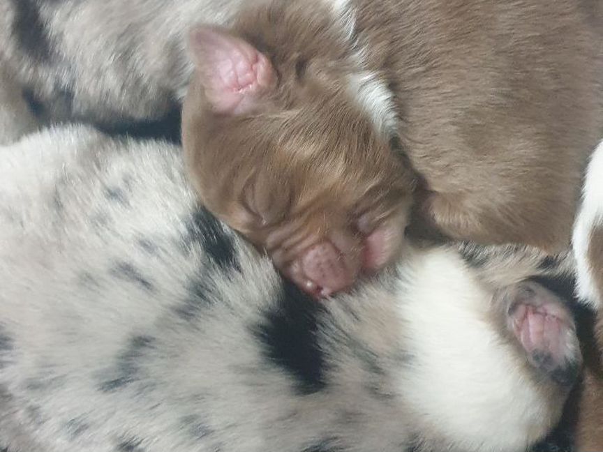 Щенки австралийской овчарки