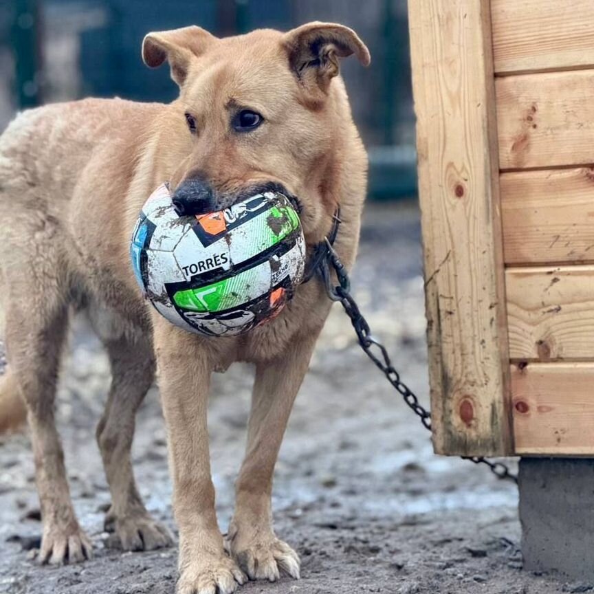 Взрослый пёс в добрые руки