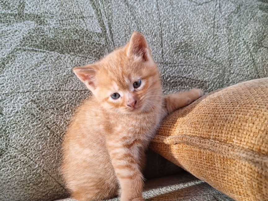 Рыжий котёнок в добрые руки