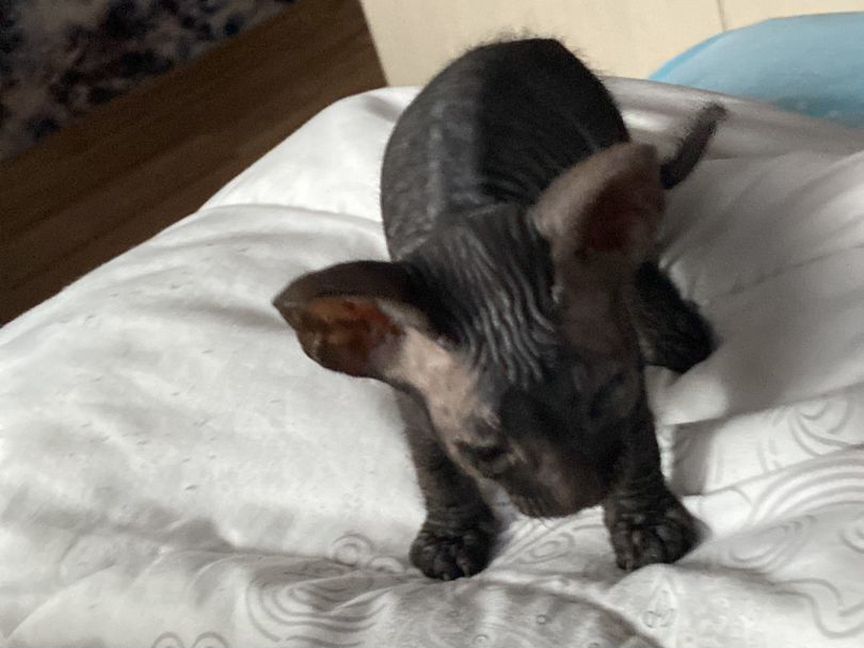 Котенок сфинкс