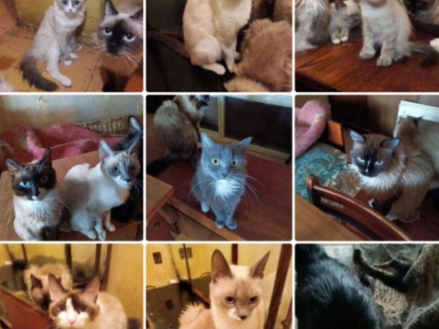 Животные в беде