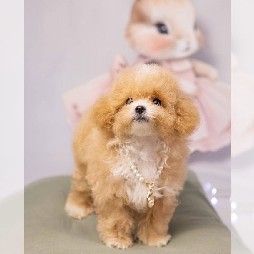 Мальтипу, щенок