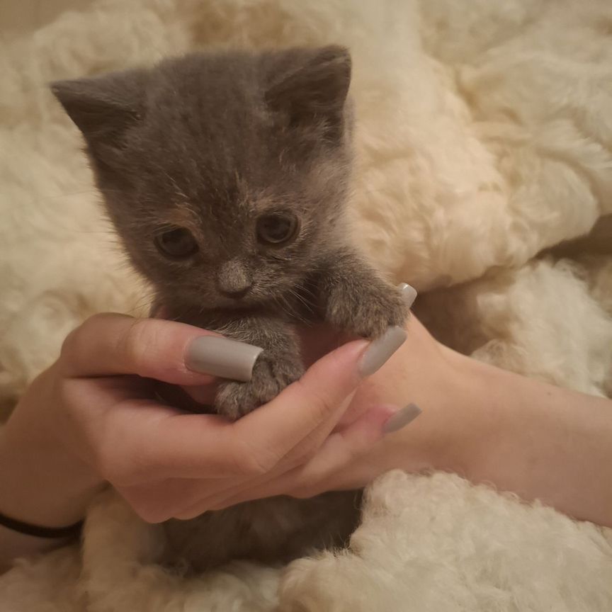 Девочка-умница от красивой британки