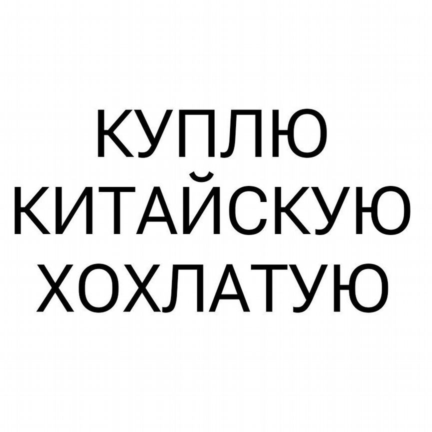 Китайская хохлатая, взрослая собака