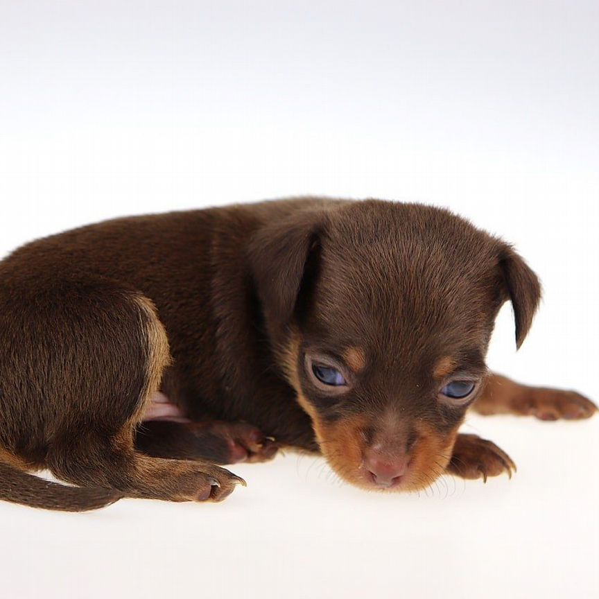 Русский той-терьер, щенок