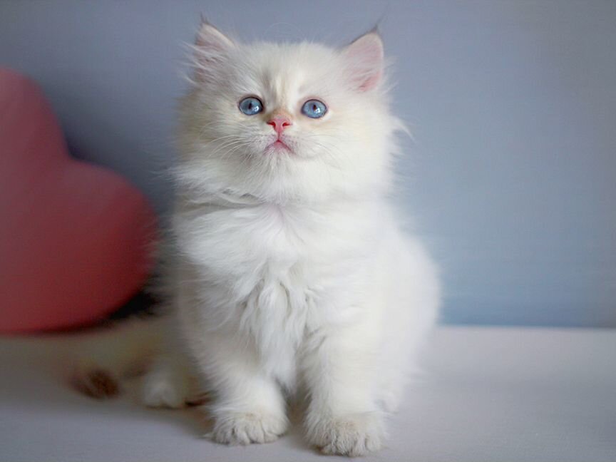 Феличита, длинношерстная ny1133