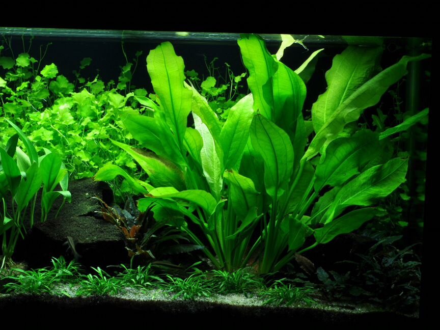 Эхинодорус амазонский