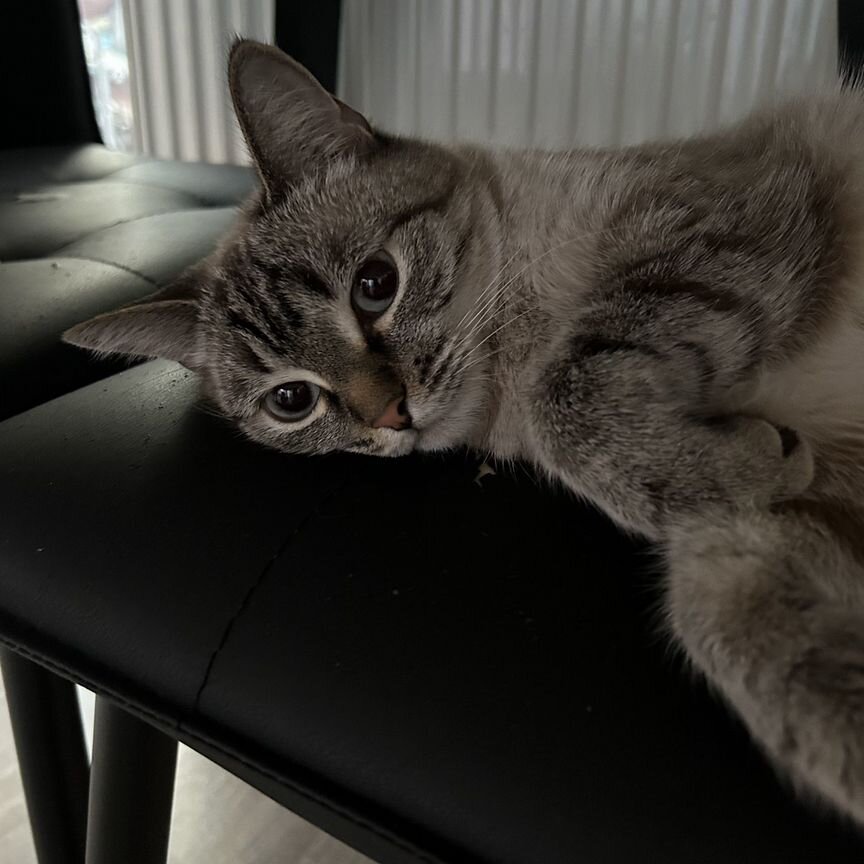 Тайская, взрослая кошка