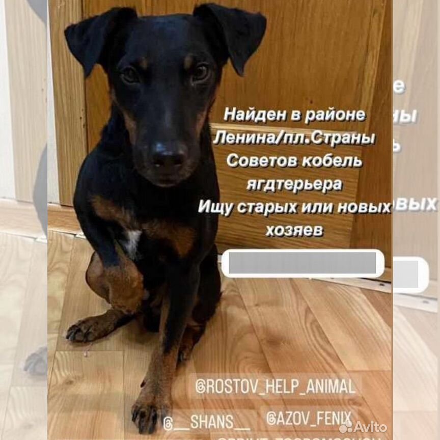 Кобель ягдтерьера