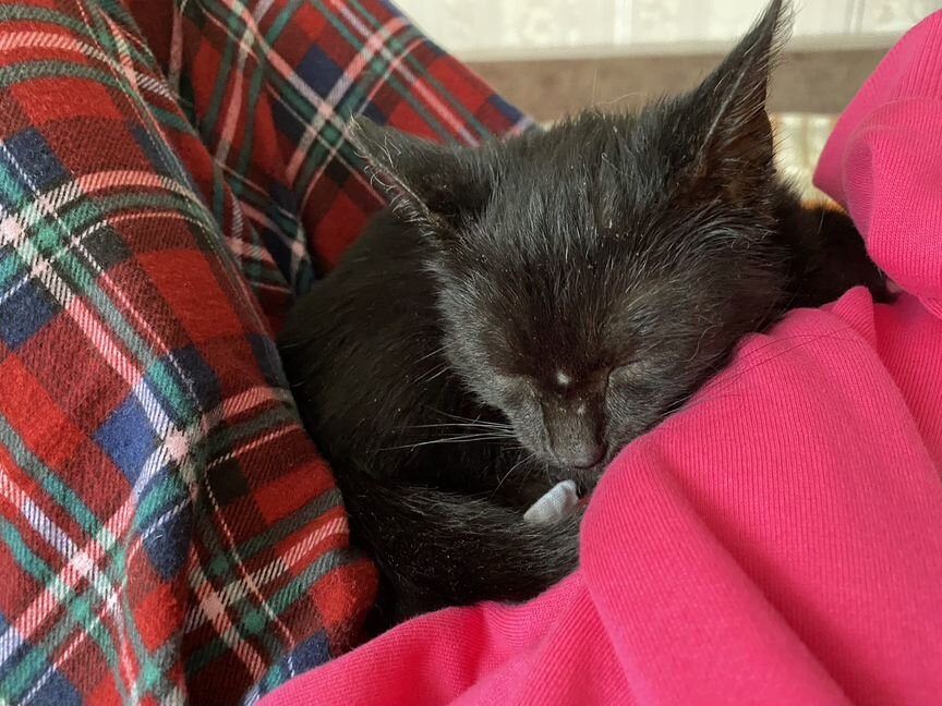 Котенок