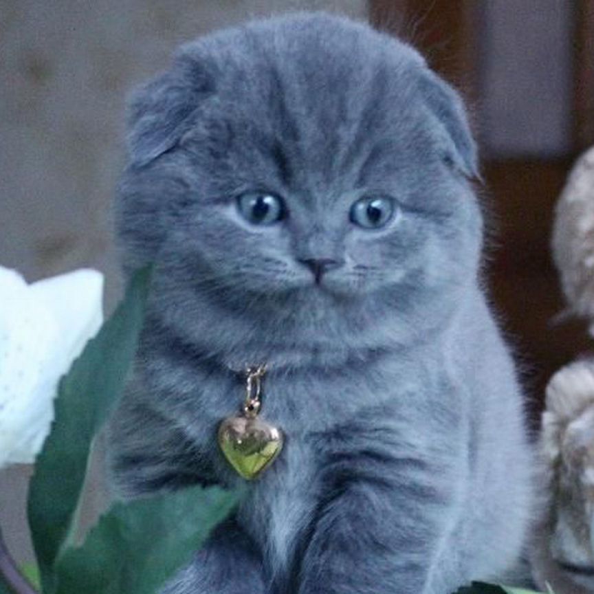 Шотландская