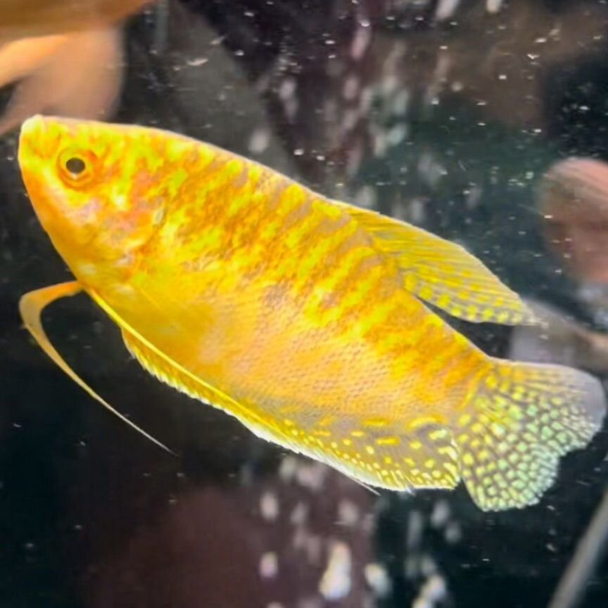 Гурами золотой