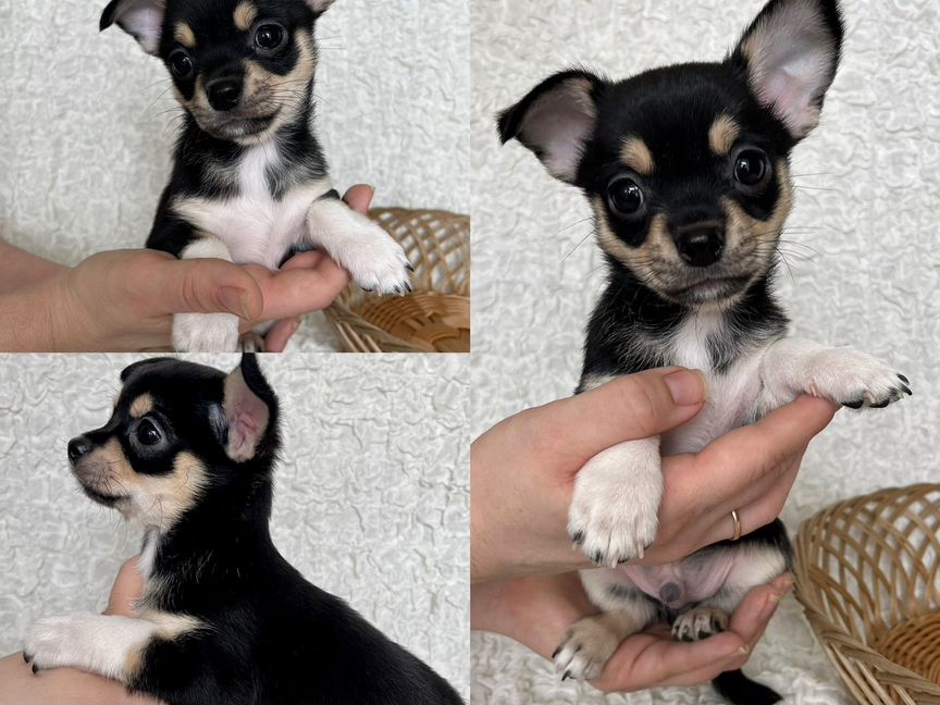 Щенки чихуахуа
