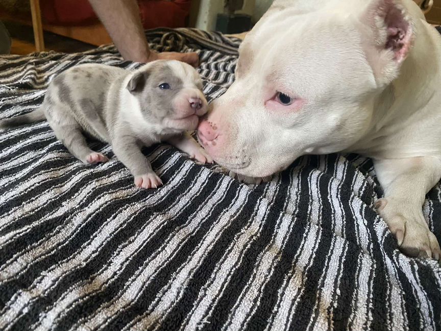 Американский булли