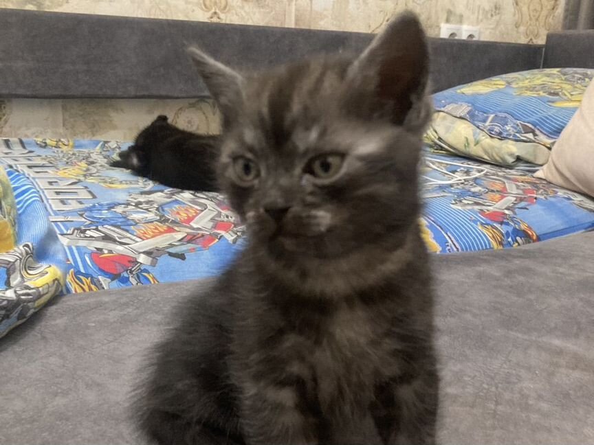 Шотландские котята
