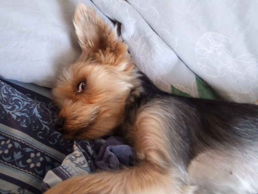 Продам собаку ёрк(девочка)