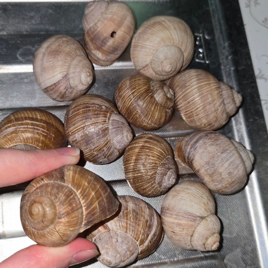 Ракушки для аквариума