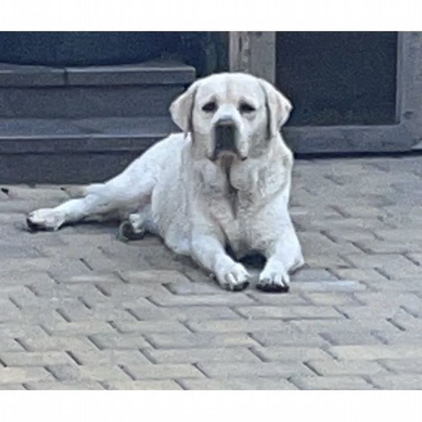 Отдам лабрадора в хорошие руки