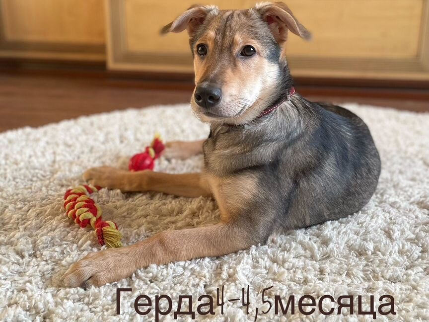 Щенок в добрые руки бесплатно