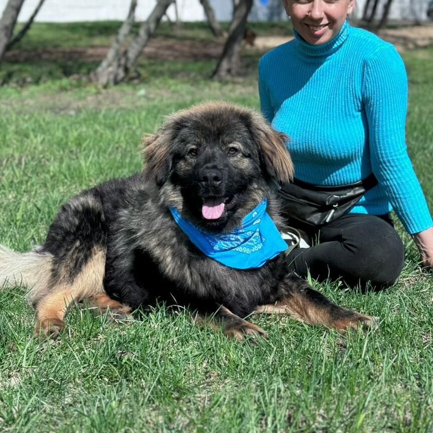 Пëс-медвежонок Пушок ищет дом