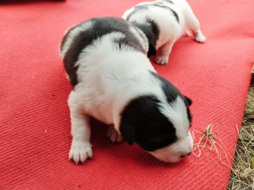 Собака в добрые руки отдам бесплатно