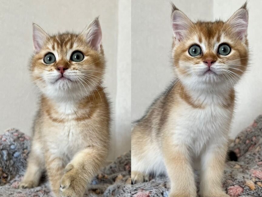 Британские котята золотая шиншилла