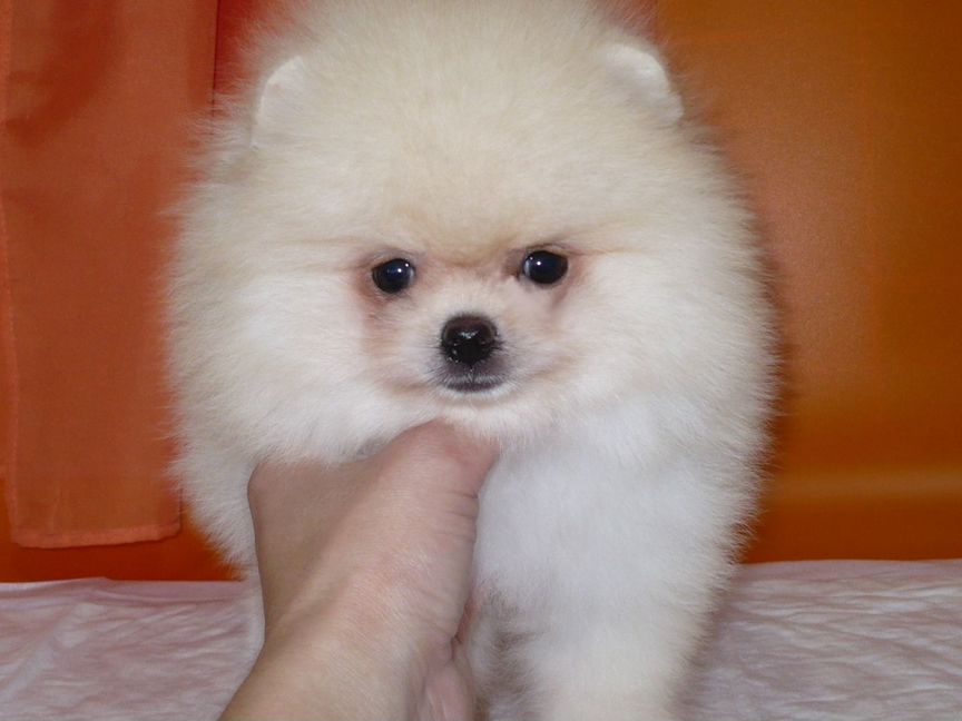 Померанский шпиц кремовый мальчик