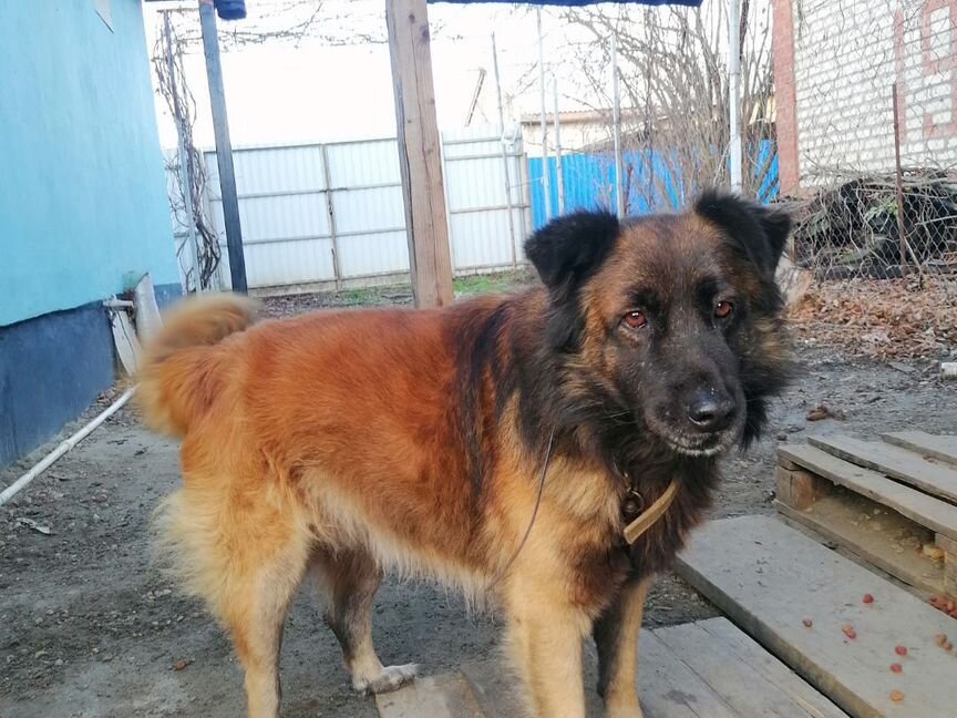 Собаки в добрые руки