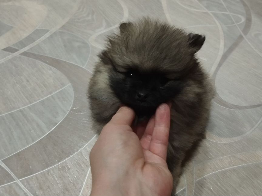 Маленькая собака шпиц