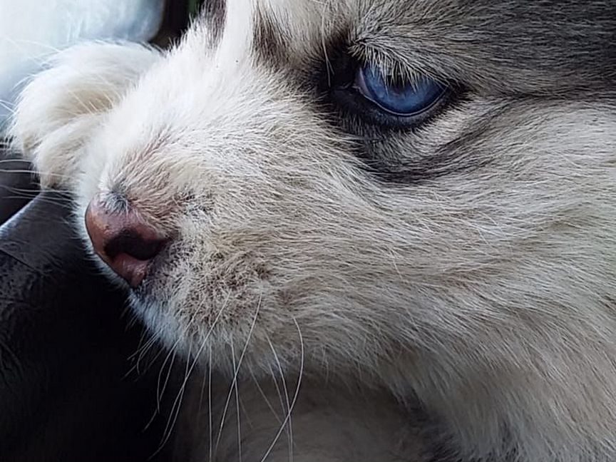 Щенки хаски