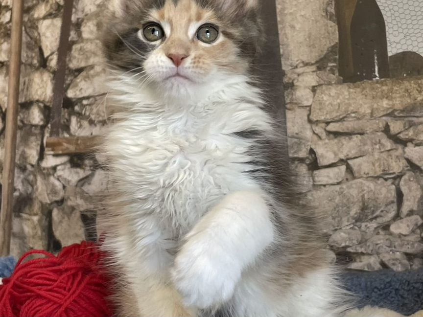 Мейн кун кошечка