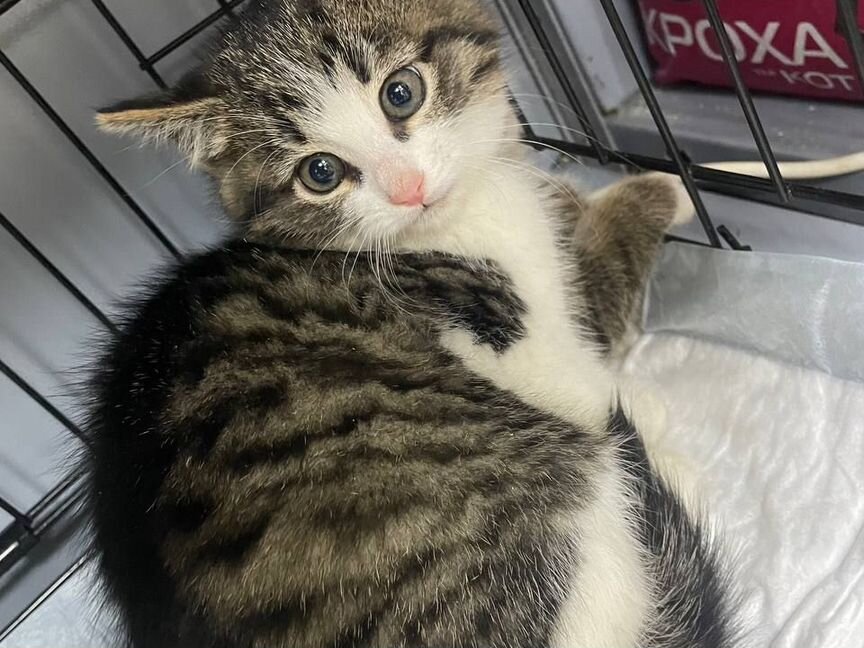 Котенок в добрые руки