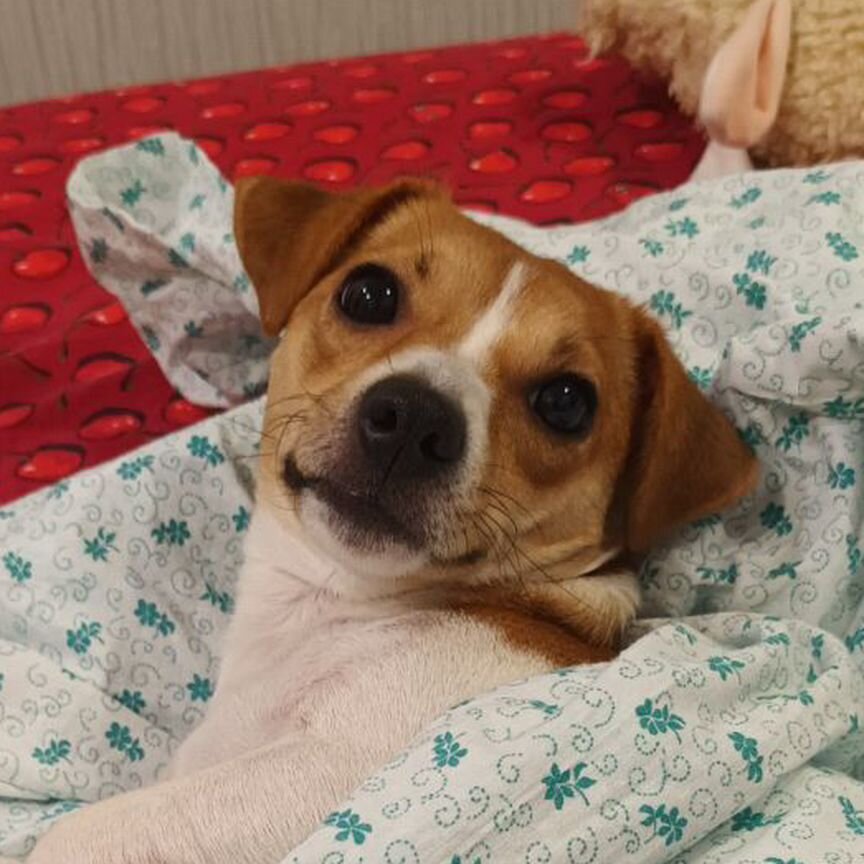 Девочка Джек-рассел ищет друга