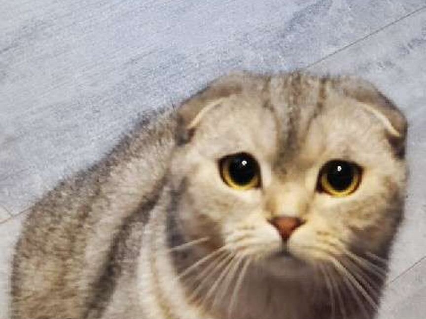 Шотландская вислоухая кошка