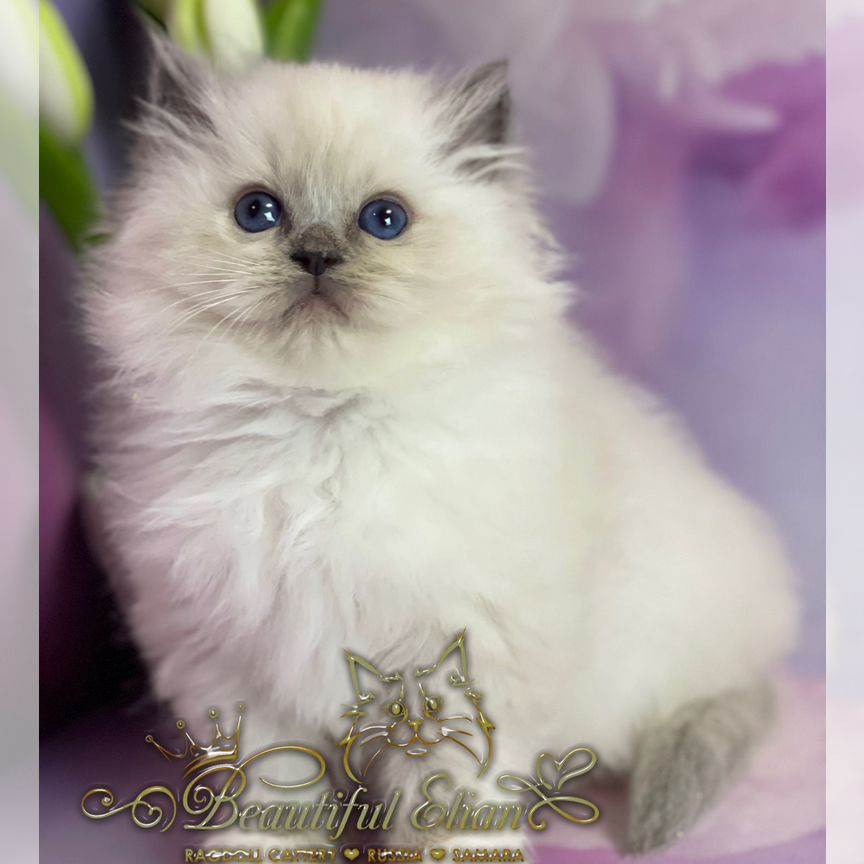 Рэгдолл котёнок