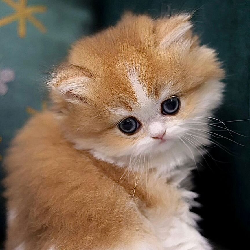 Котята британская золотая шиншилла