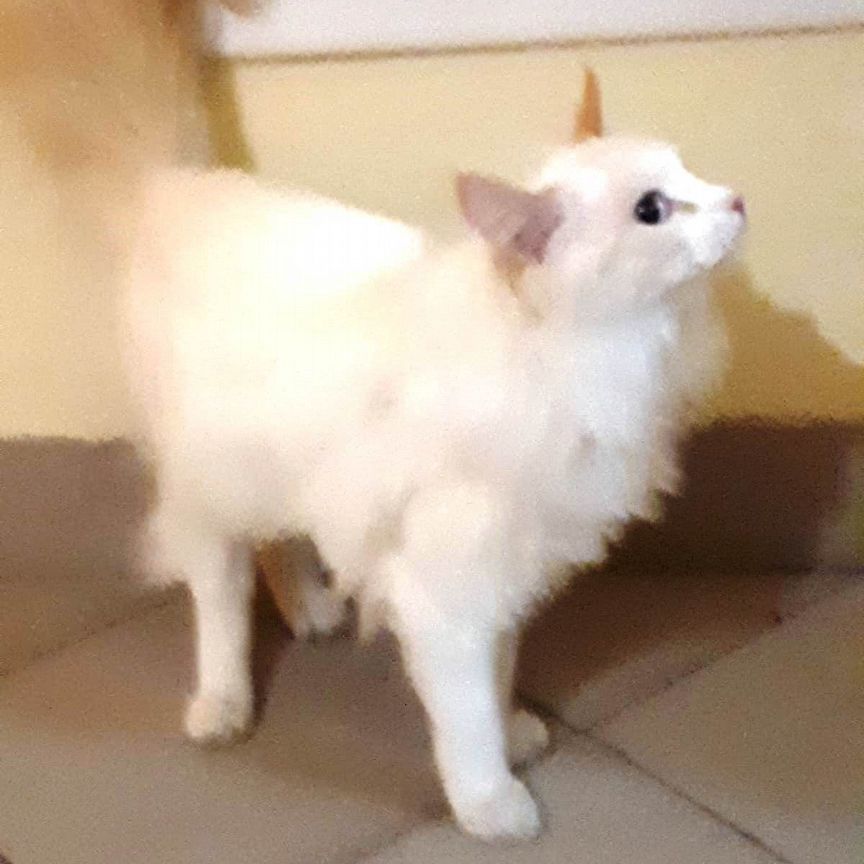 Погибнет без дома котик