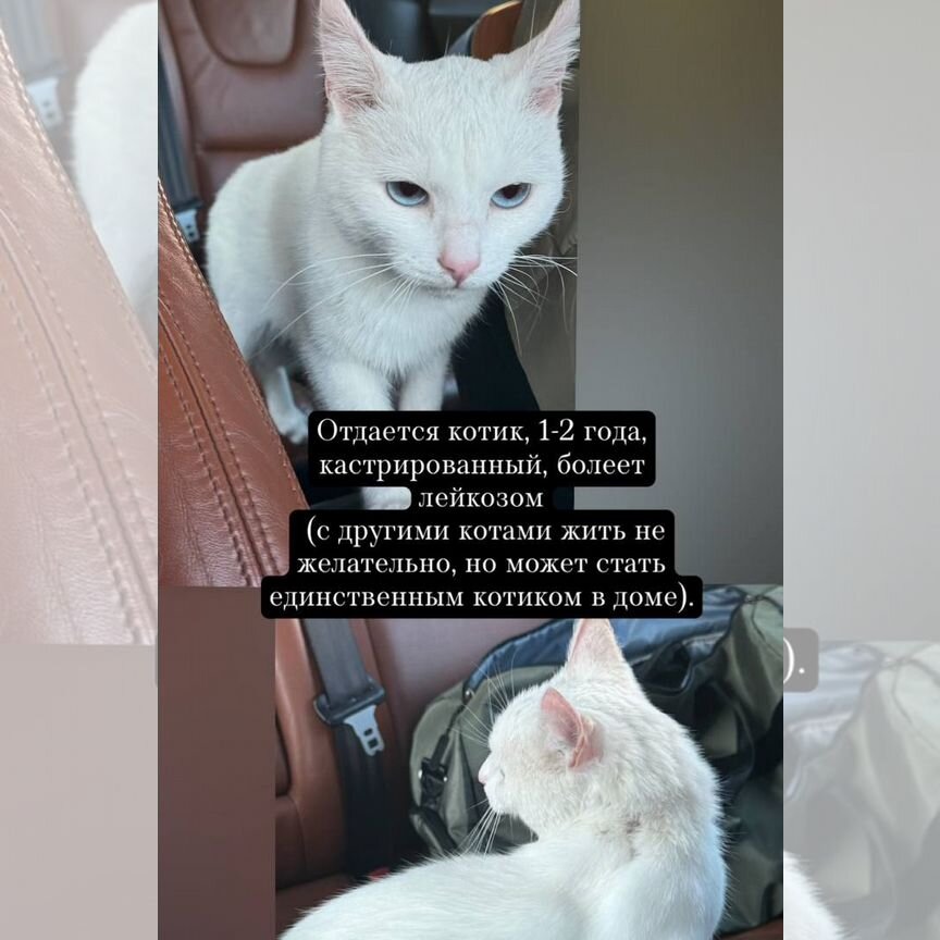 Взрослый кот в добрые руки