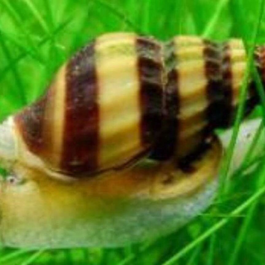 Улитки хелены