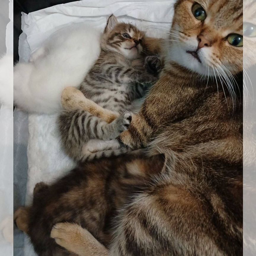 Шотландские прямоухие котята