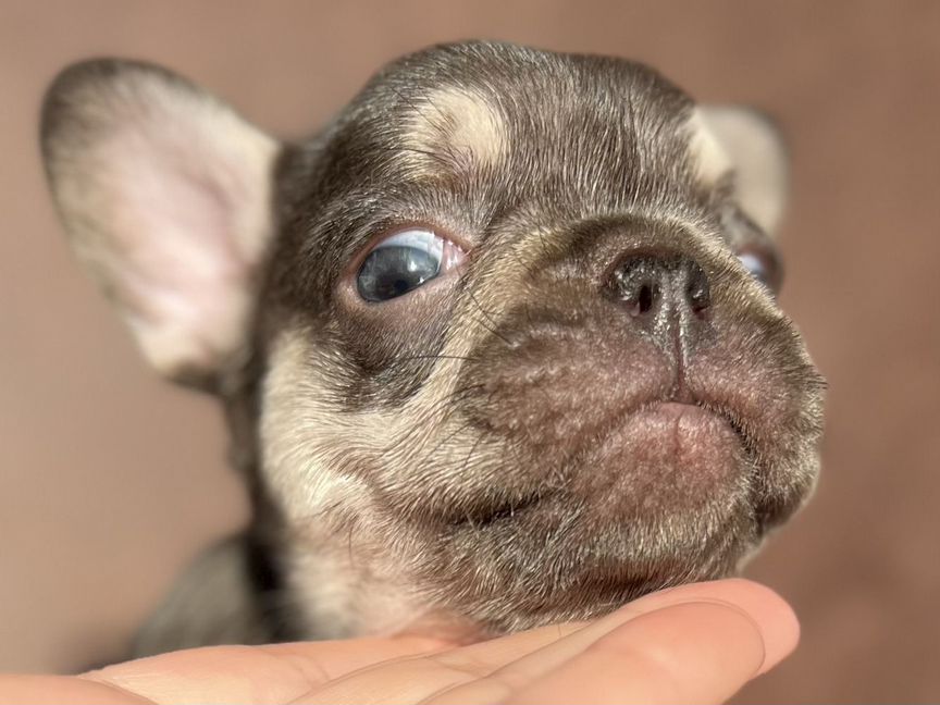 Щенята французского бульдога