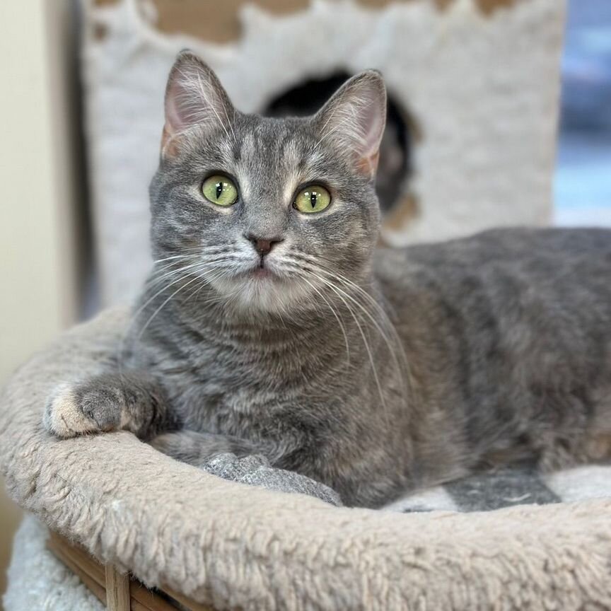 Взрослая кошка в добрые руки