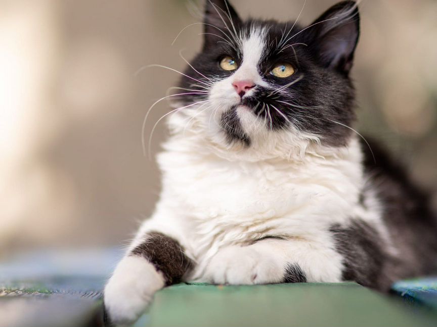 Котенок
