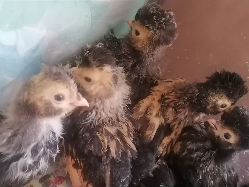 Павловские цыплята