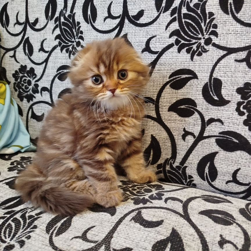 Шотландские вислоухие котята