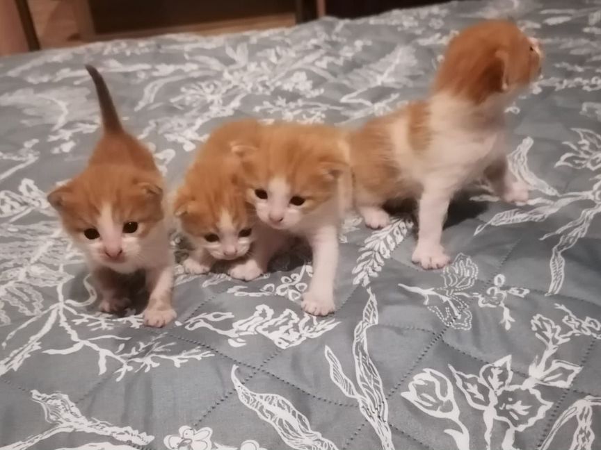 Котята в добрые руки