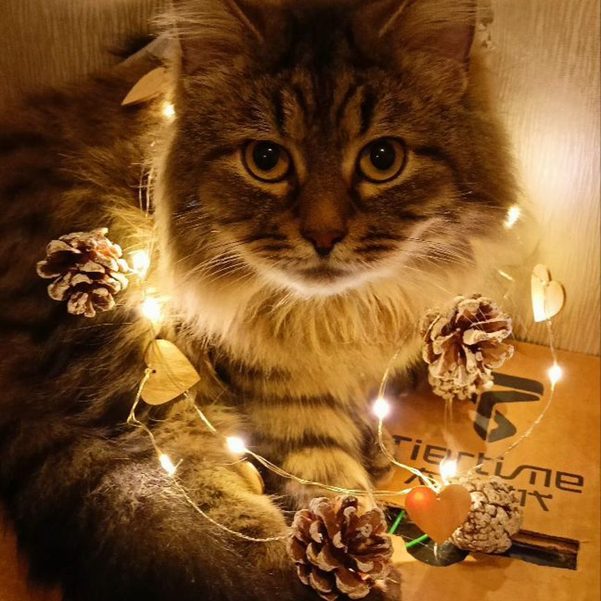 Кот в добрые руки